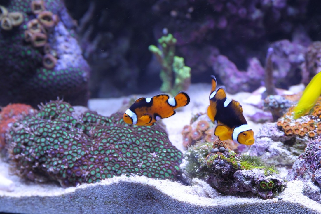 What You Must Know about Fish Tanks and Church Fights - Reframing ...